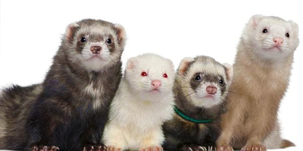 Pop Goes The Weasel Frenetic Ferrets Faze Teen
